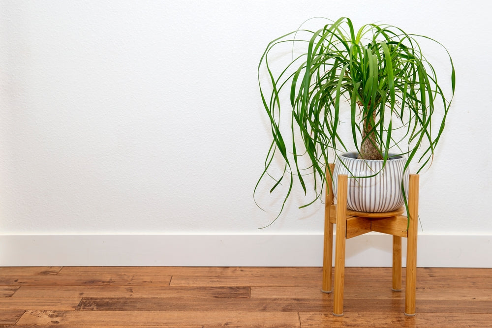 Ponytail Palm Beaucarnea Nolina Recurvata Geb Green
