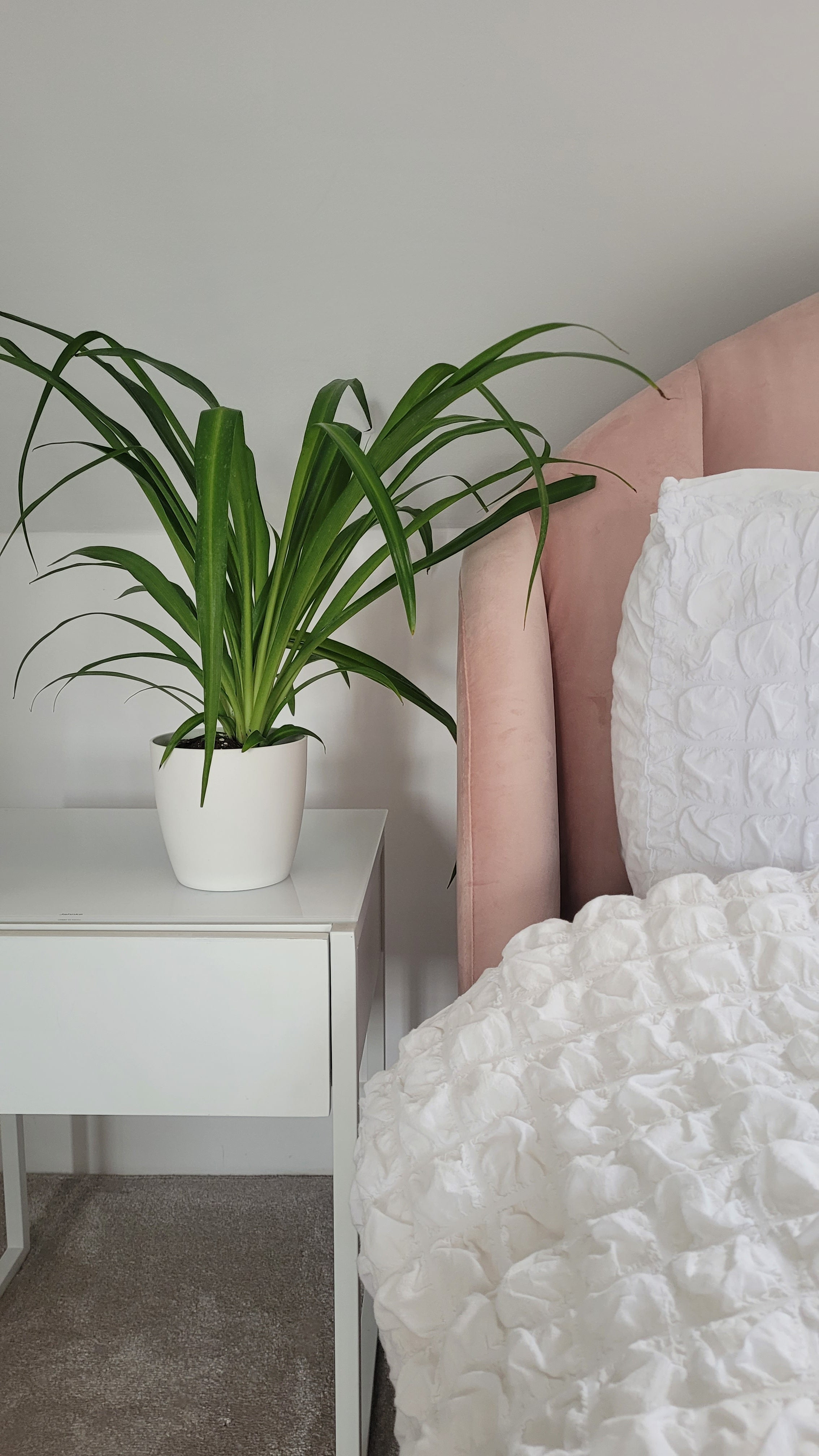 Lemon Spider Plant | Chlorophytum comosum Lemon – Geb & Green