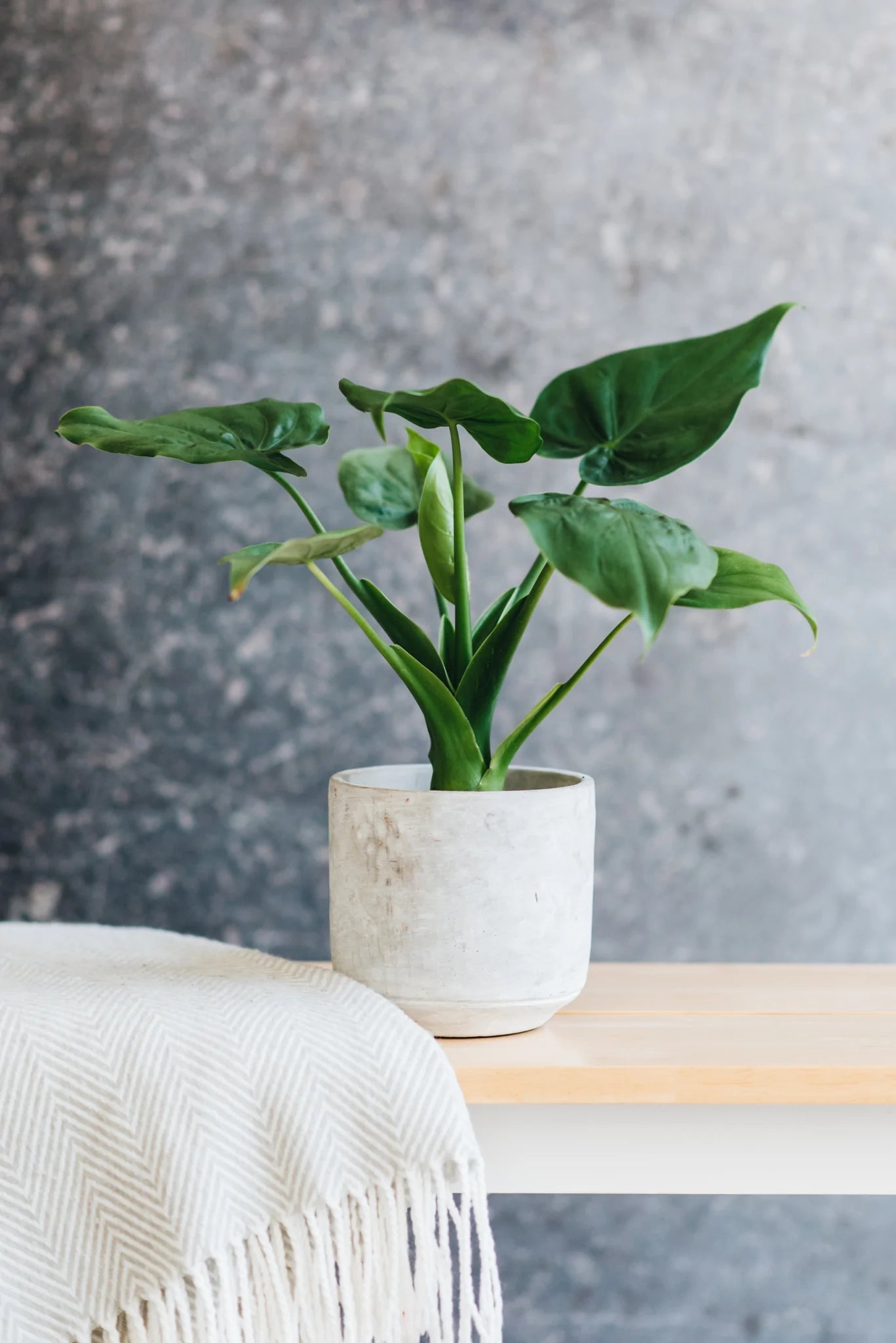 Hooded Dwarf Elephant Ear | Alocasia Cucullata – Geb & Green