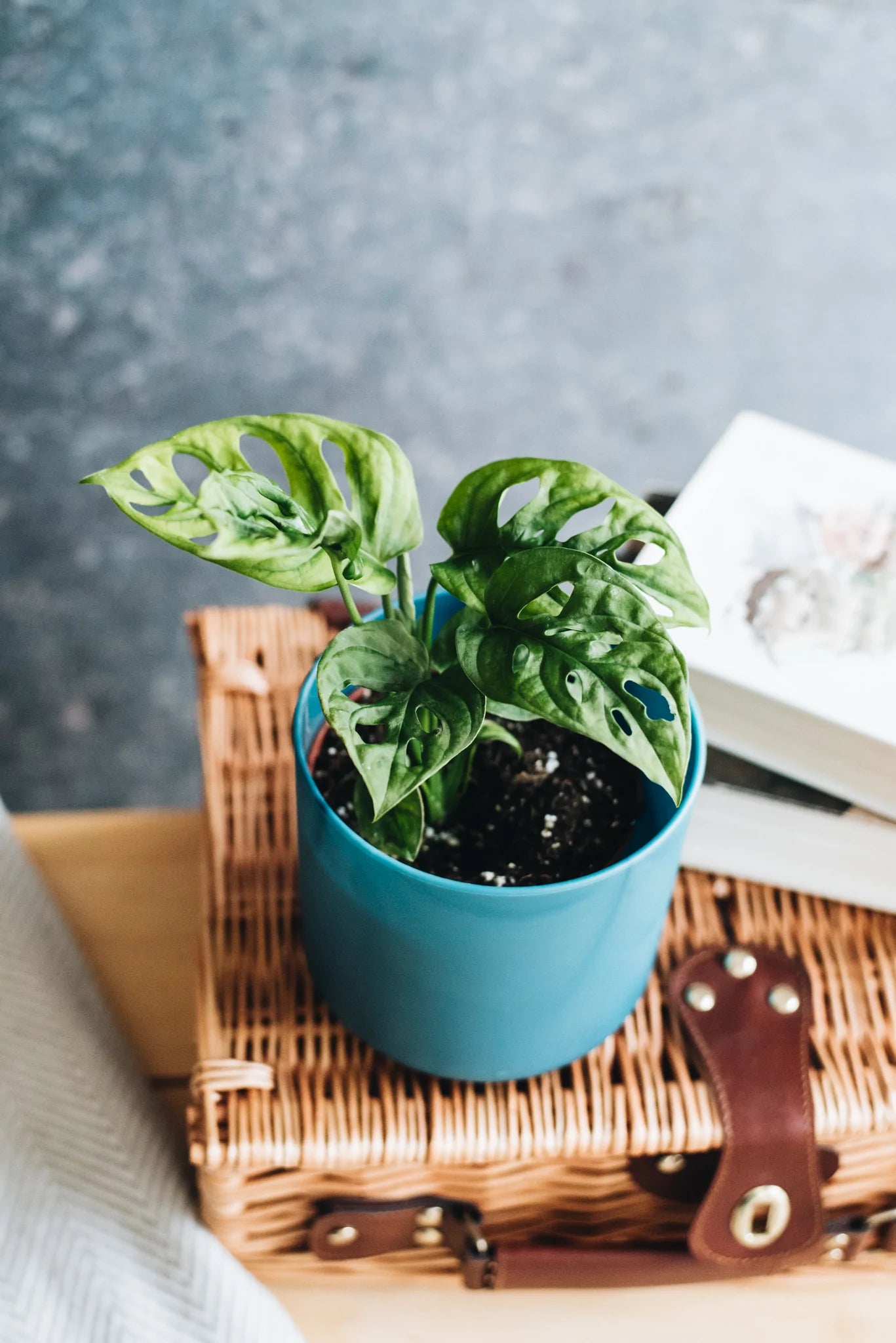 Monstera Monkey Leaf | Monstera Adansonii – Geb & Green