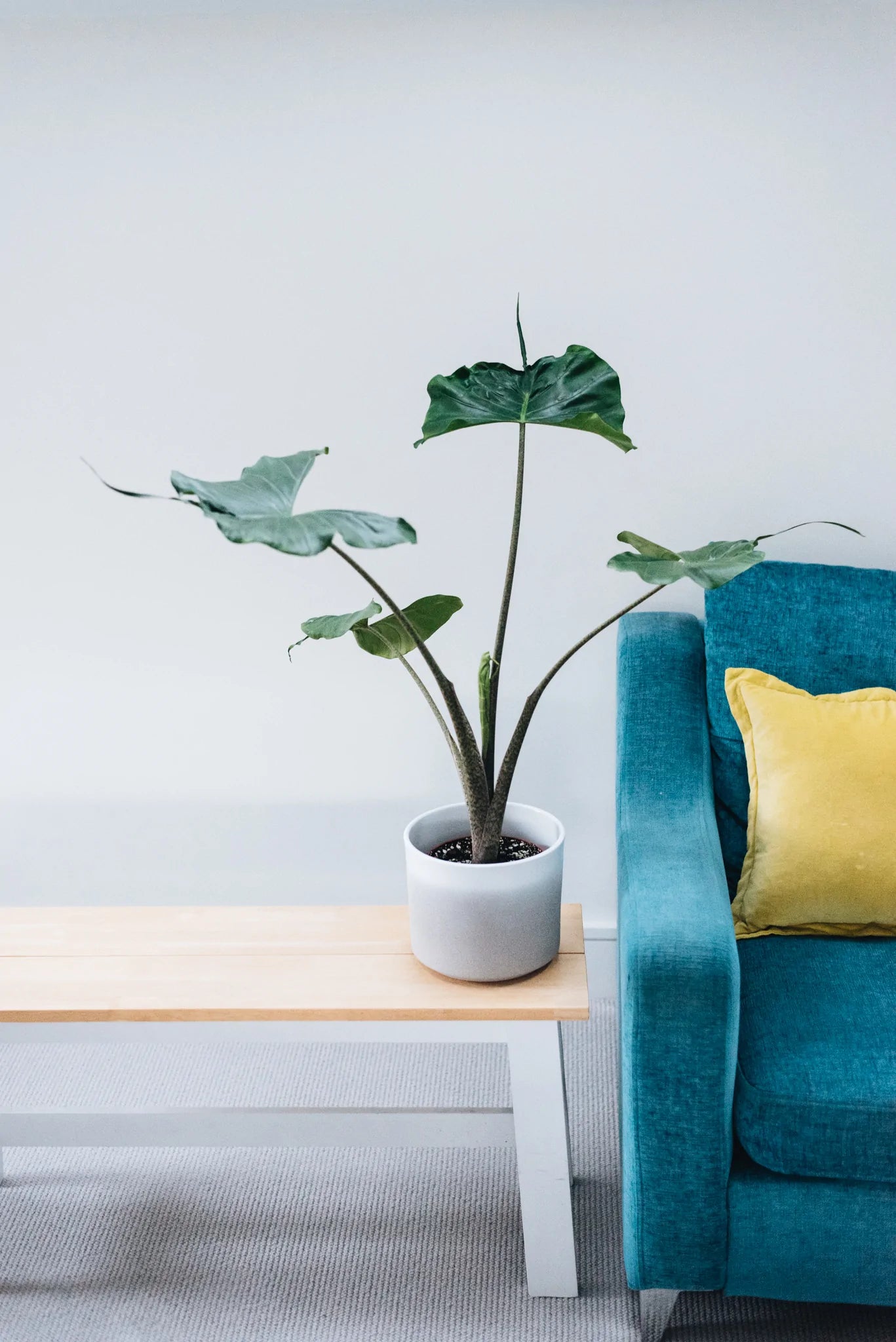 Alocasia Stingray | Alocasia Macorrhiza Stingray – Geb & Green
