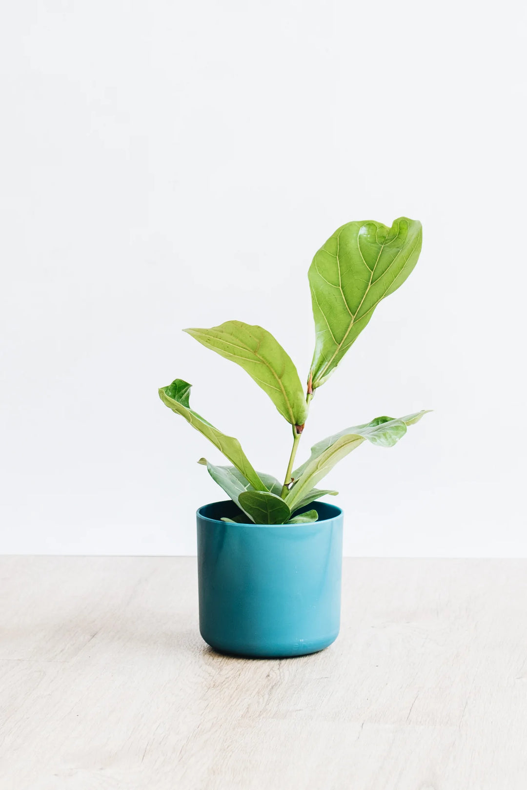 Fiddle Leaf Fig Ficus Lyrata Geb Green